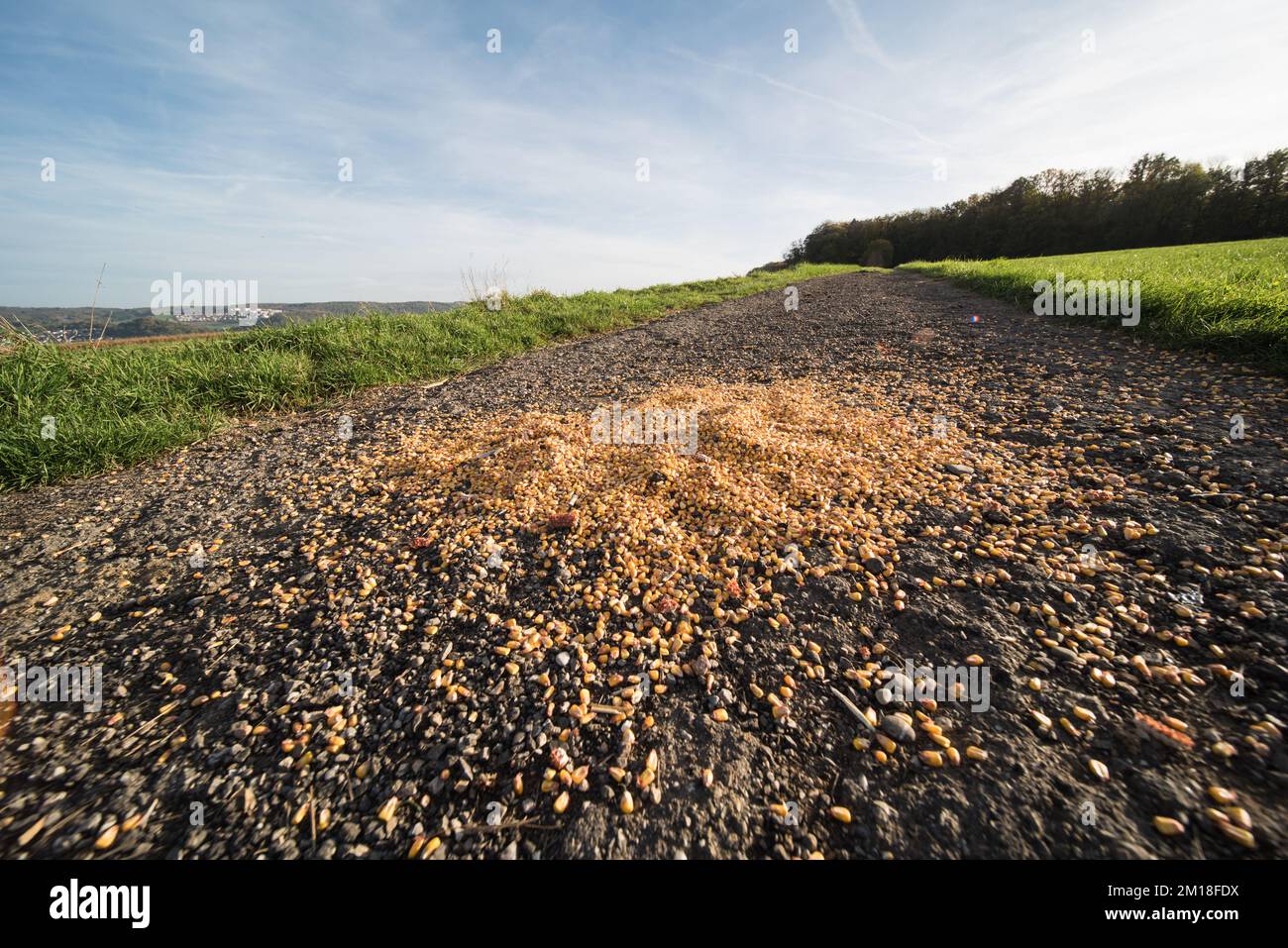 corn kernels lying on the ground on a dirt road Stock Photo - Alamy