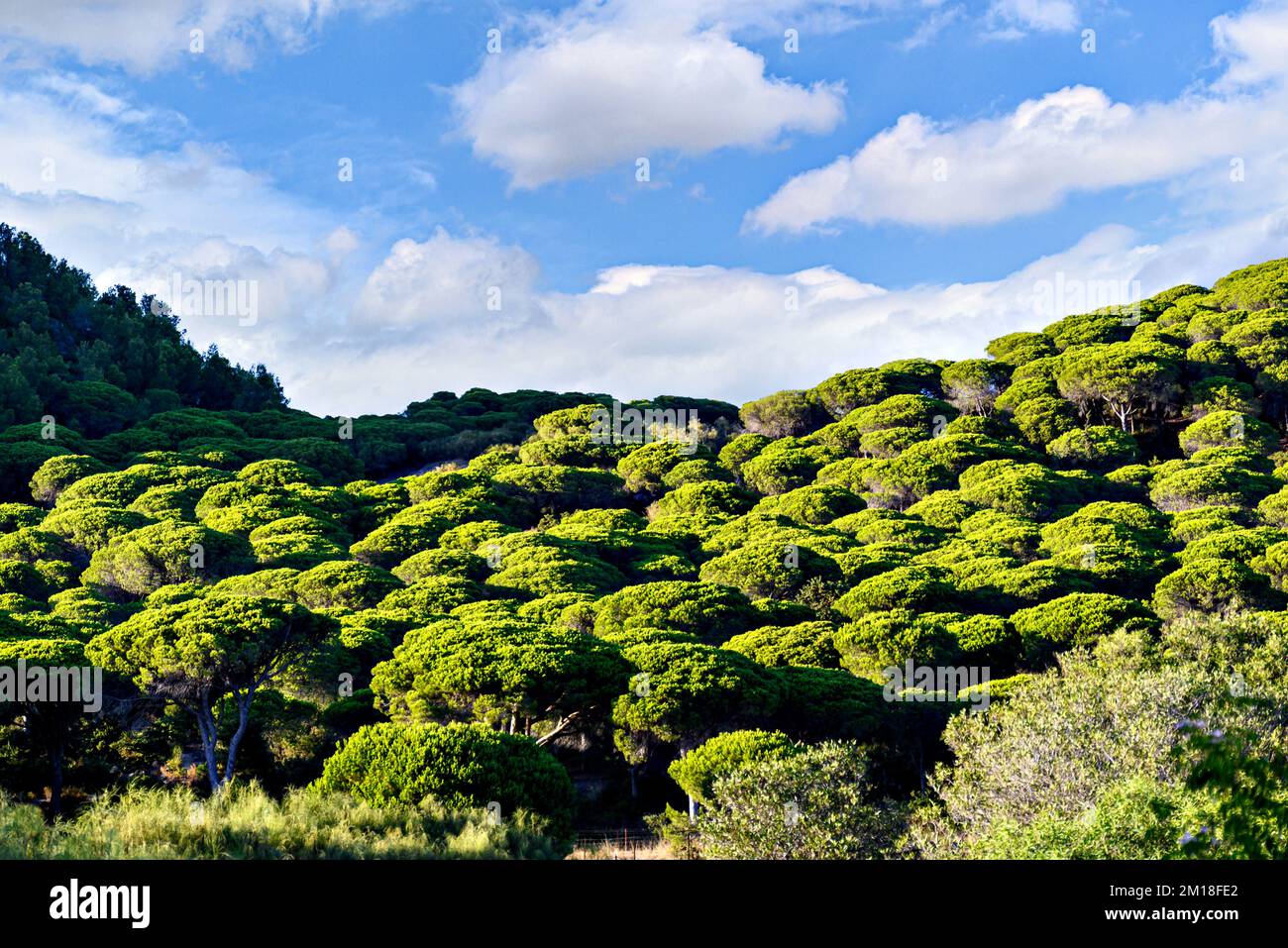 Pine forest of the Natural Park of La Breña, on the Caños de Meca ...