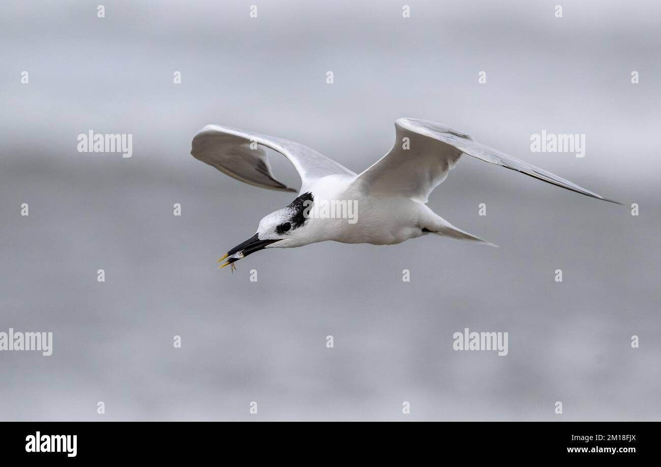 Sandwich tern, Thalasseus sandvicensis, in flight with fish. Winter ...