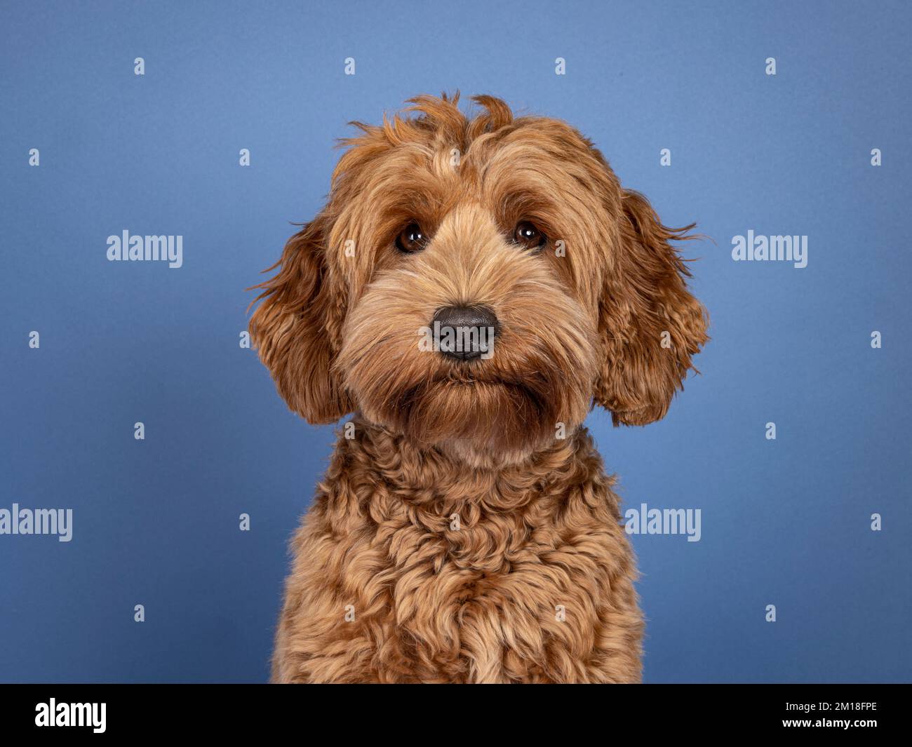 Landscape orientation head shot of sweet brond Cobberdog aka ...