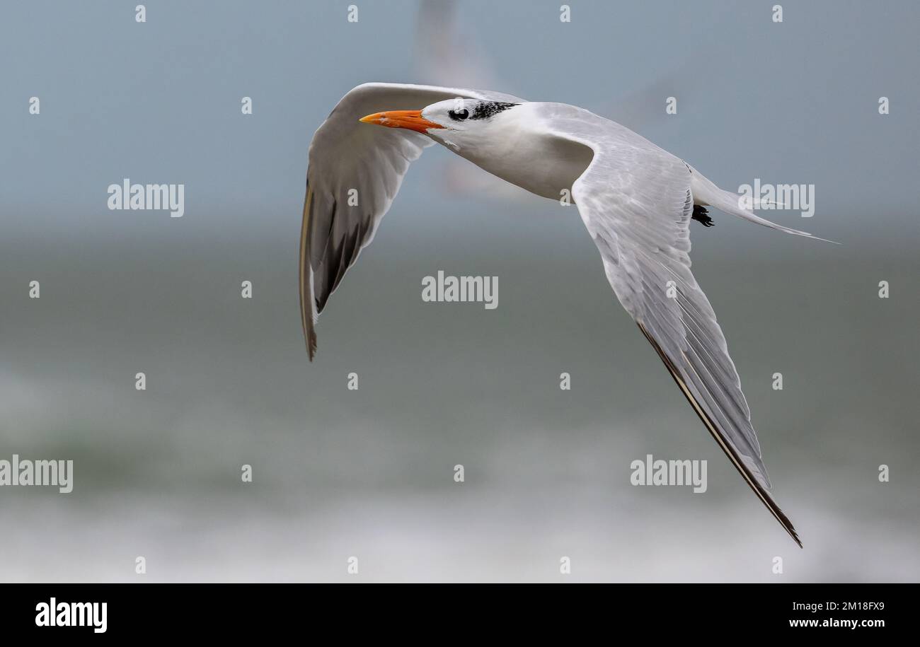 Royal tern, Thalasseus maximus, in flight in winter, Texas Stock Photo ...