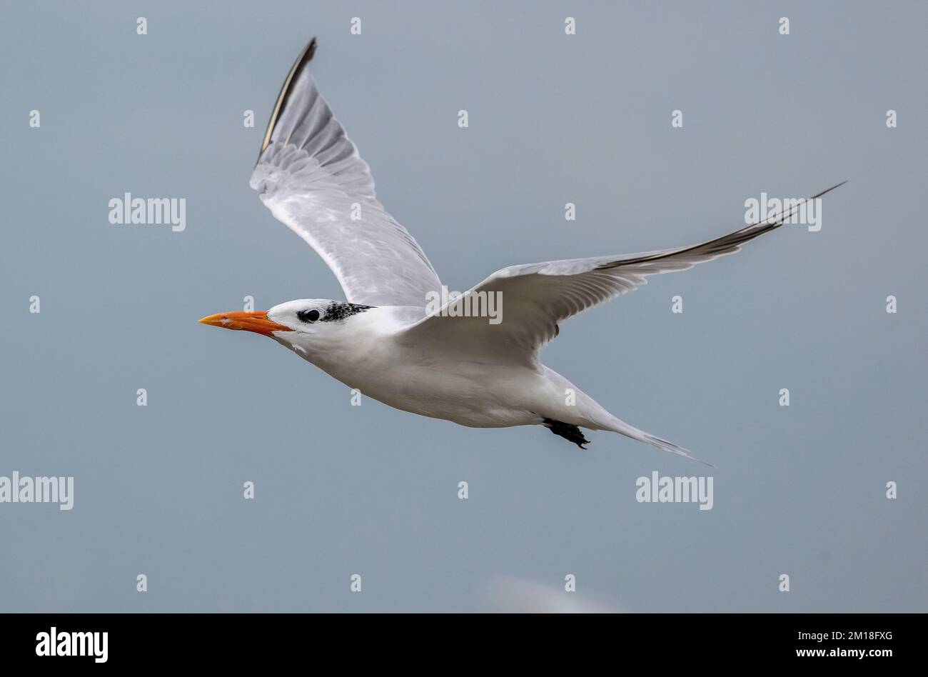Royal tern, Thalasseus maximus, in flight in winter, Texas Stock Photo ...