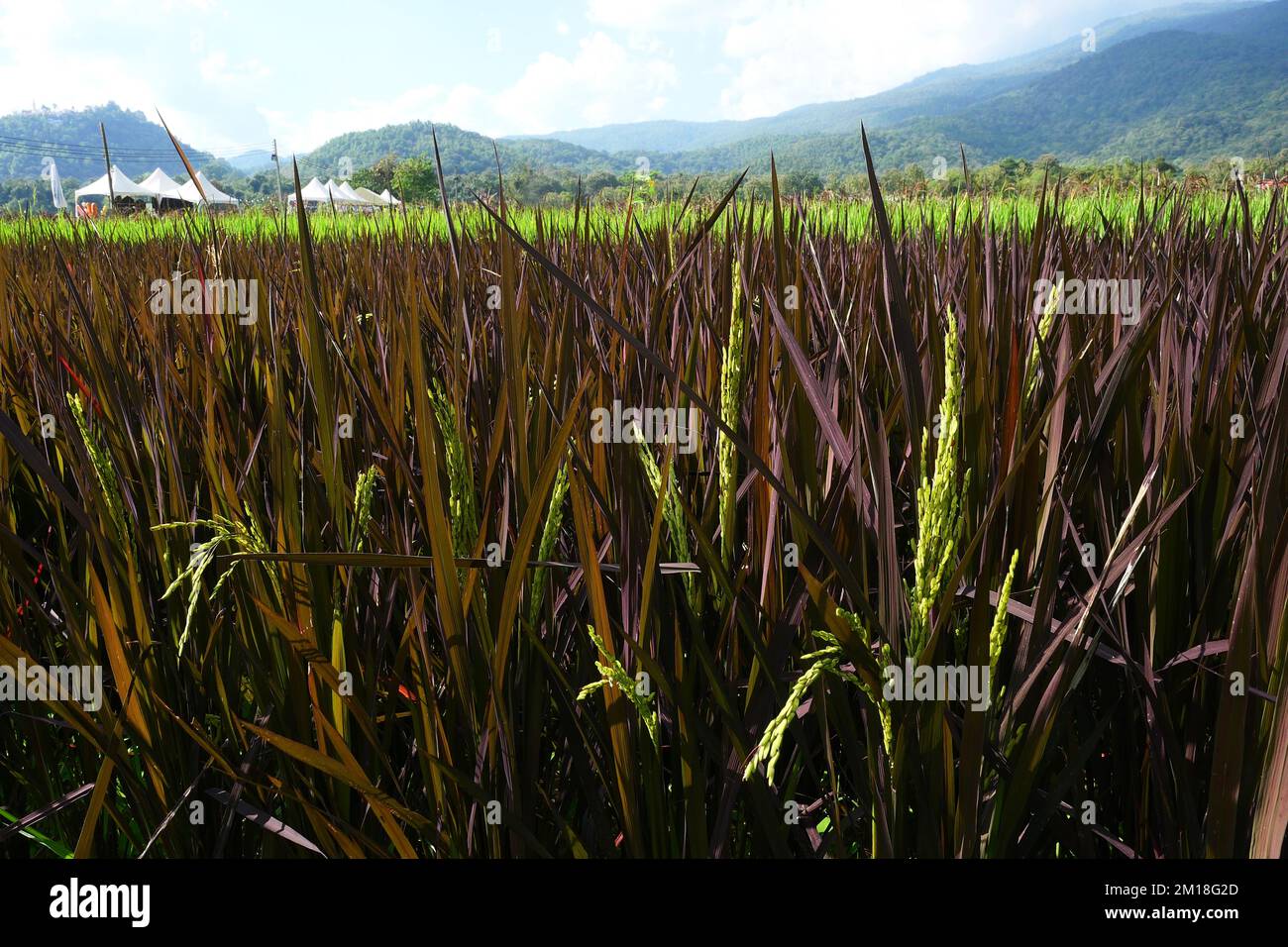 Purple Rice plant in organic rice paddy fields Stock Photo - Alamy