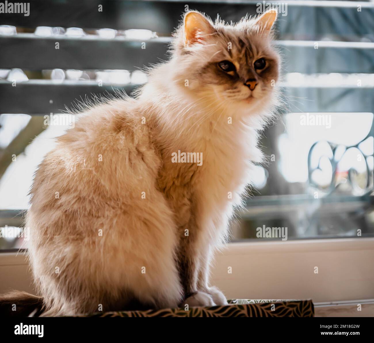 Meek creature hi-res stock photography and images - Alamy