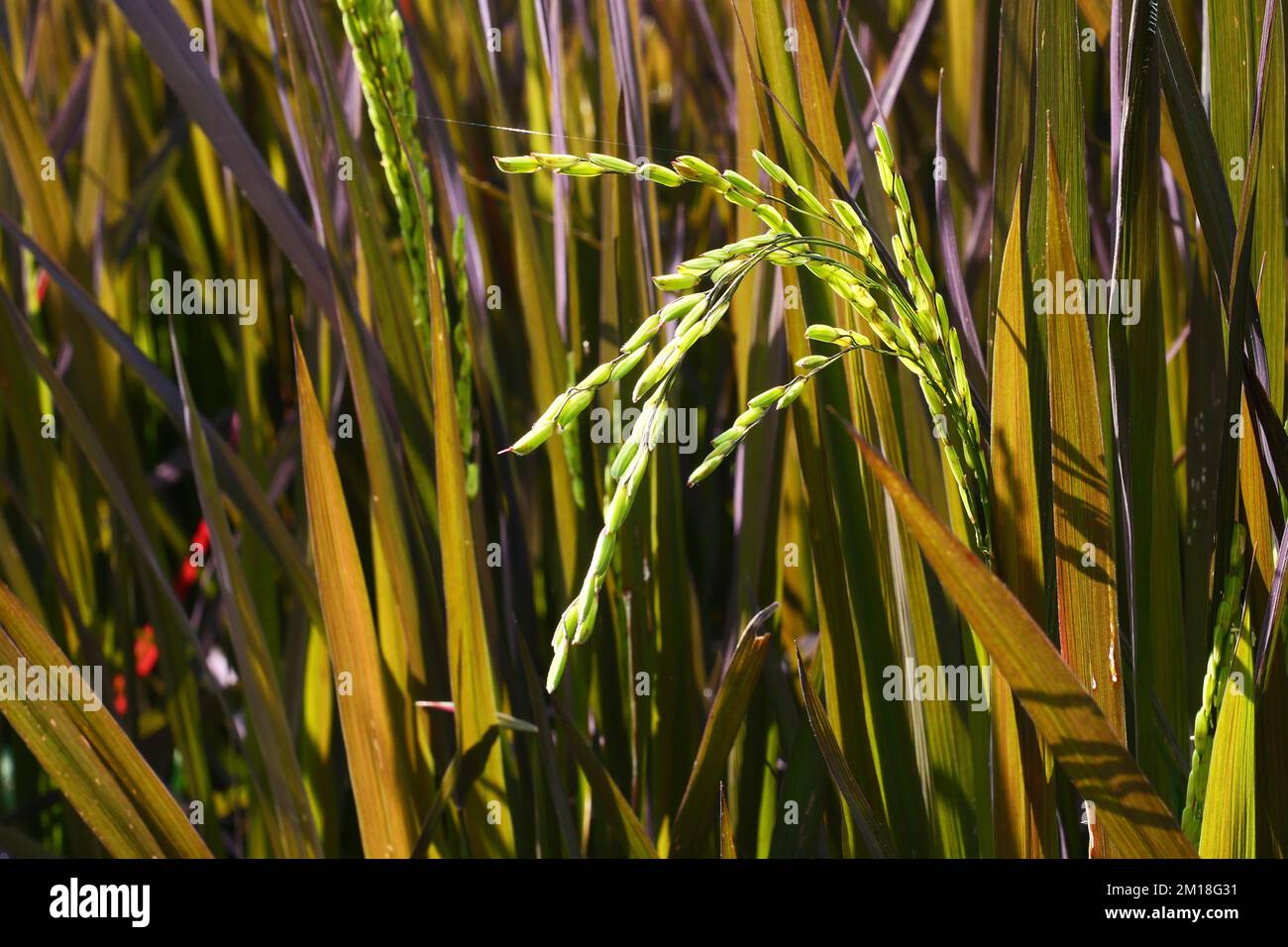 Purple Rice plant in organic rice paddy fields Stock Photo - Alamy