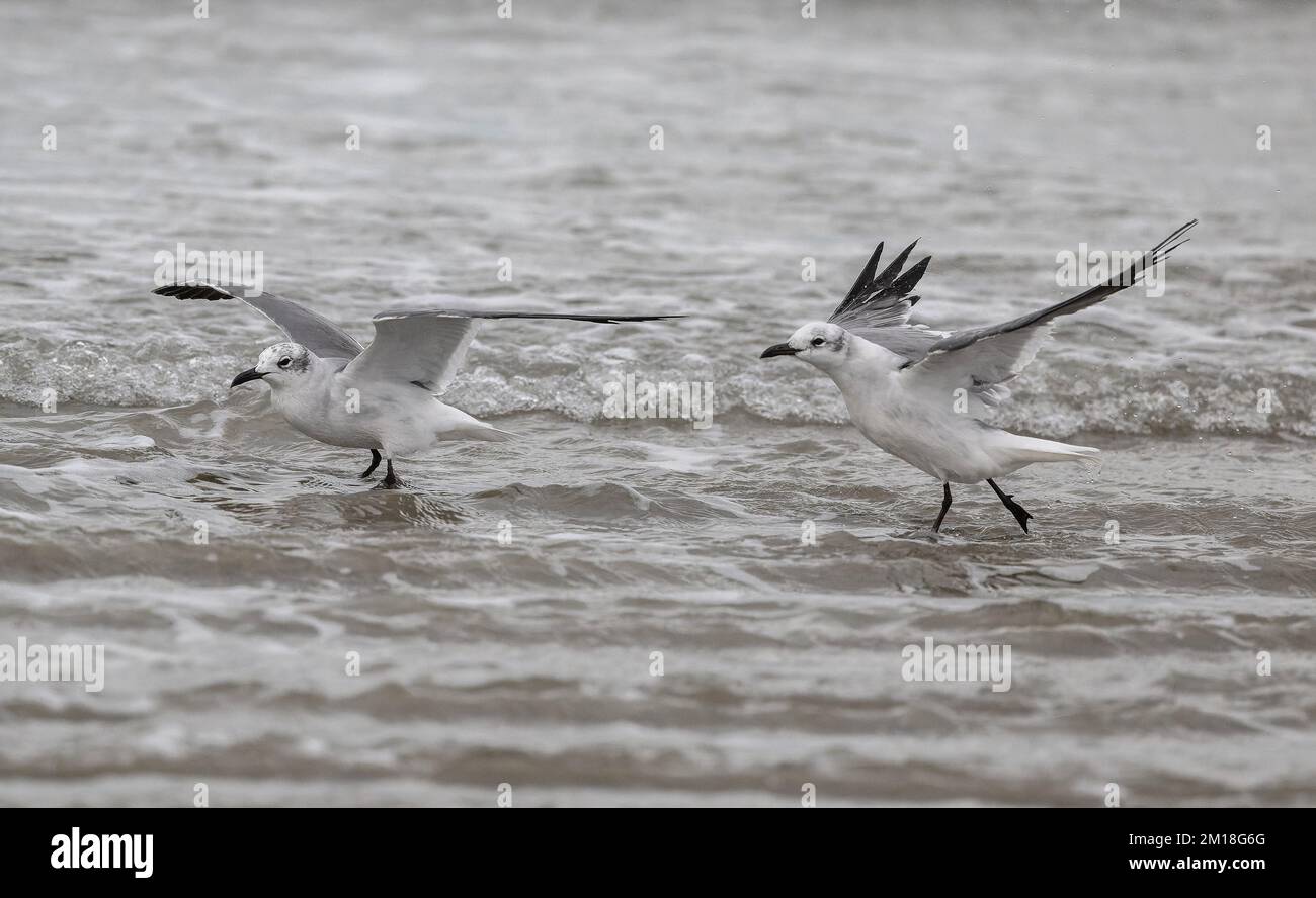 Laughing gulls, Leucophaeus atricilla, preening and washing in shallow ...