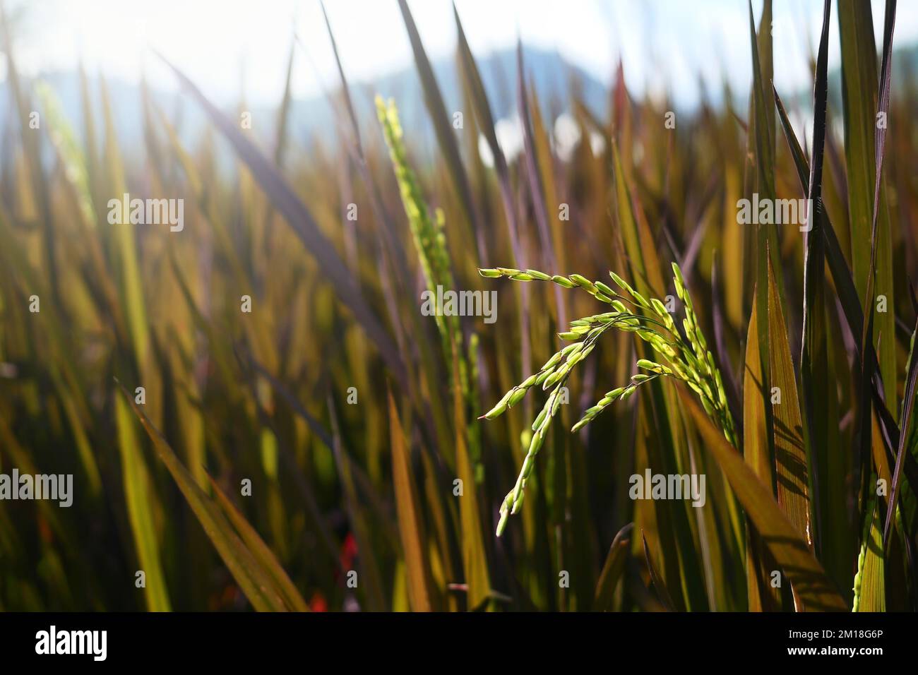 Purple Rice plant in organic rice paddy fields Stock Photo - Alamy