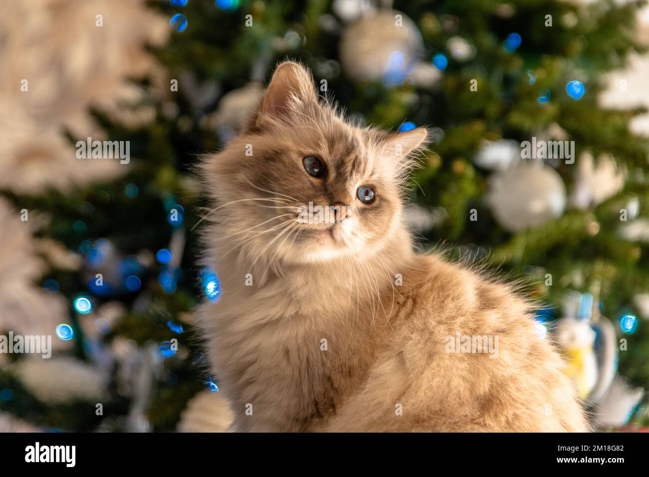The sacred cat of Burma, a wonderful creature Stock Photo - Alamy