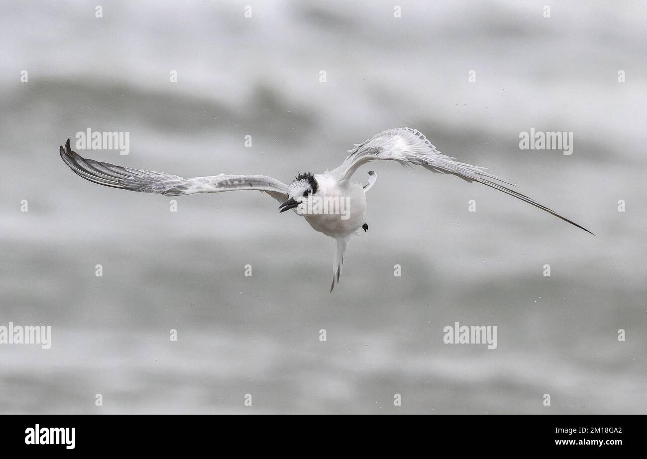 Sandwich tern, Thalasseus sandvicensis, in flight, shaking itself after ...