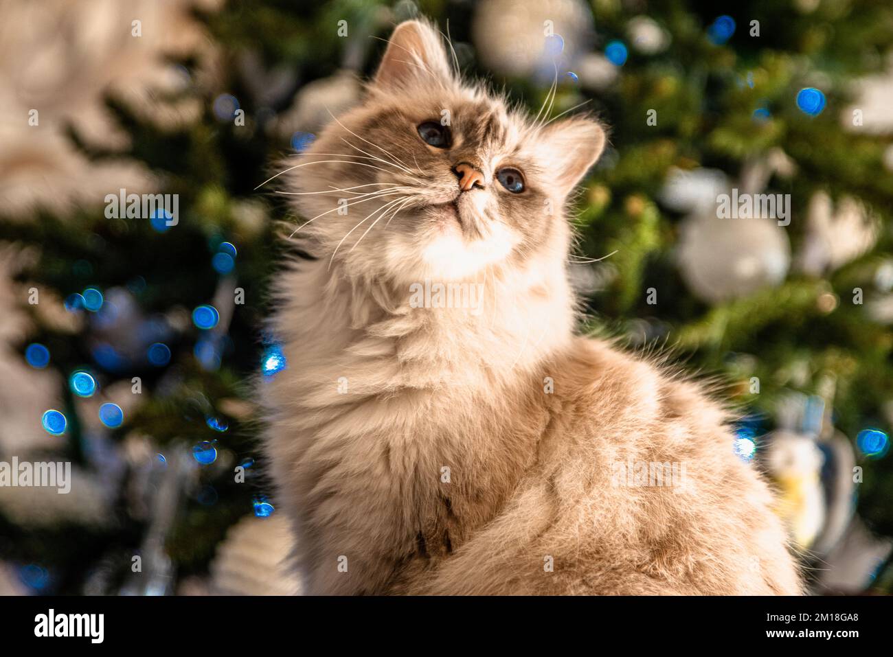 The sacred cat of Burma, a wonderful creature Stock Photo - Alamy