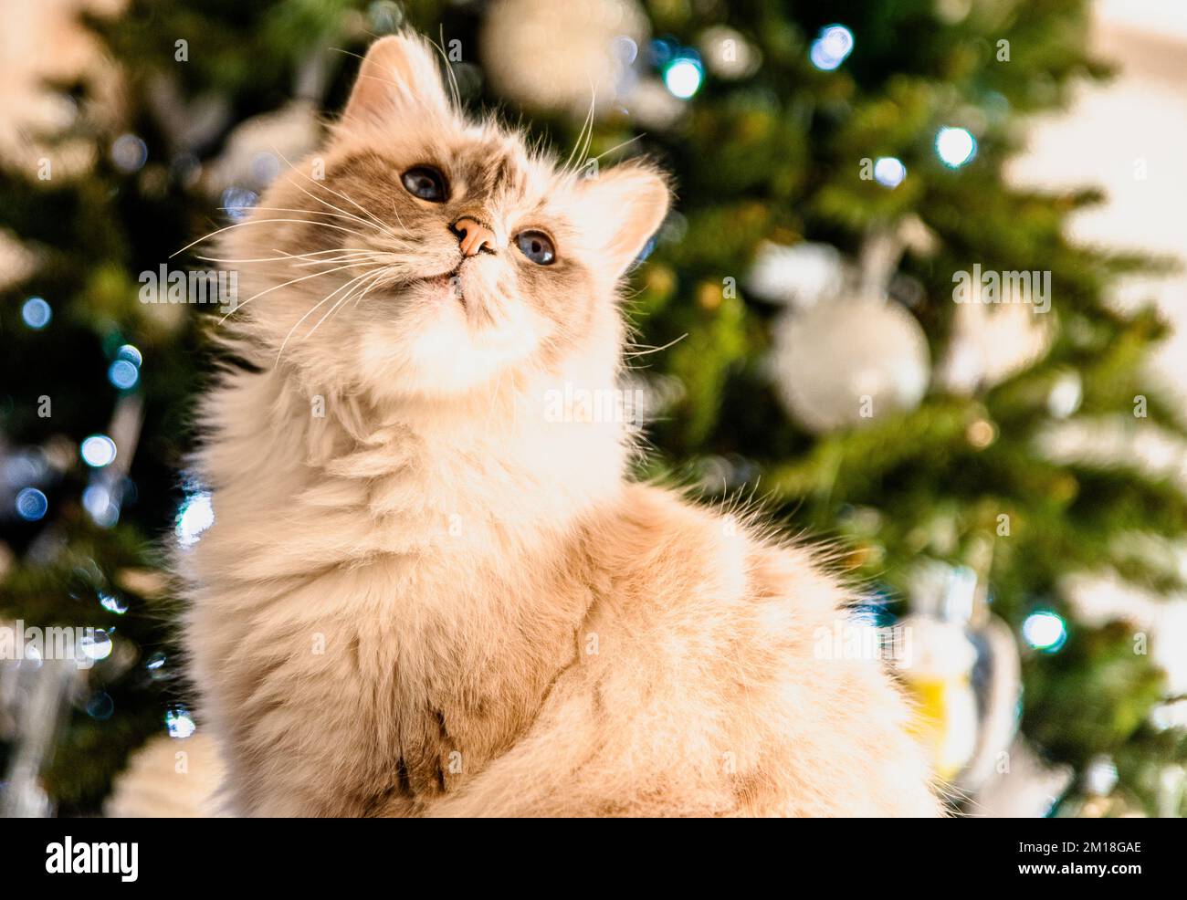 Burmese sacred cat hi-res stock photography and images - Alamy