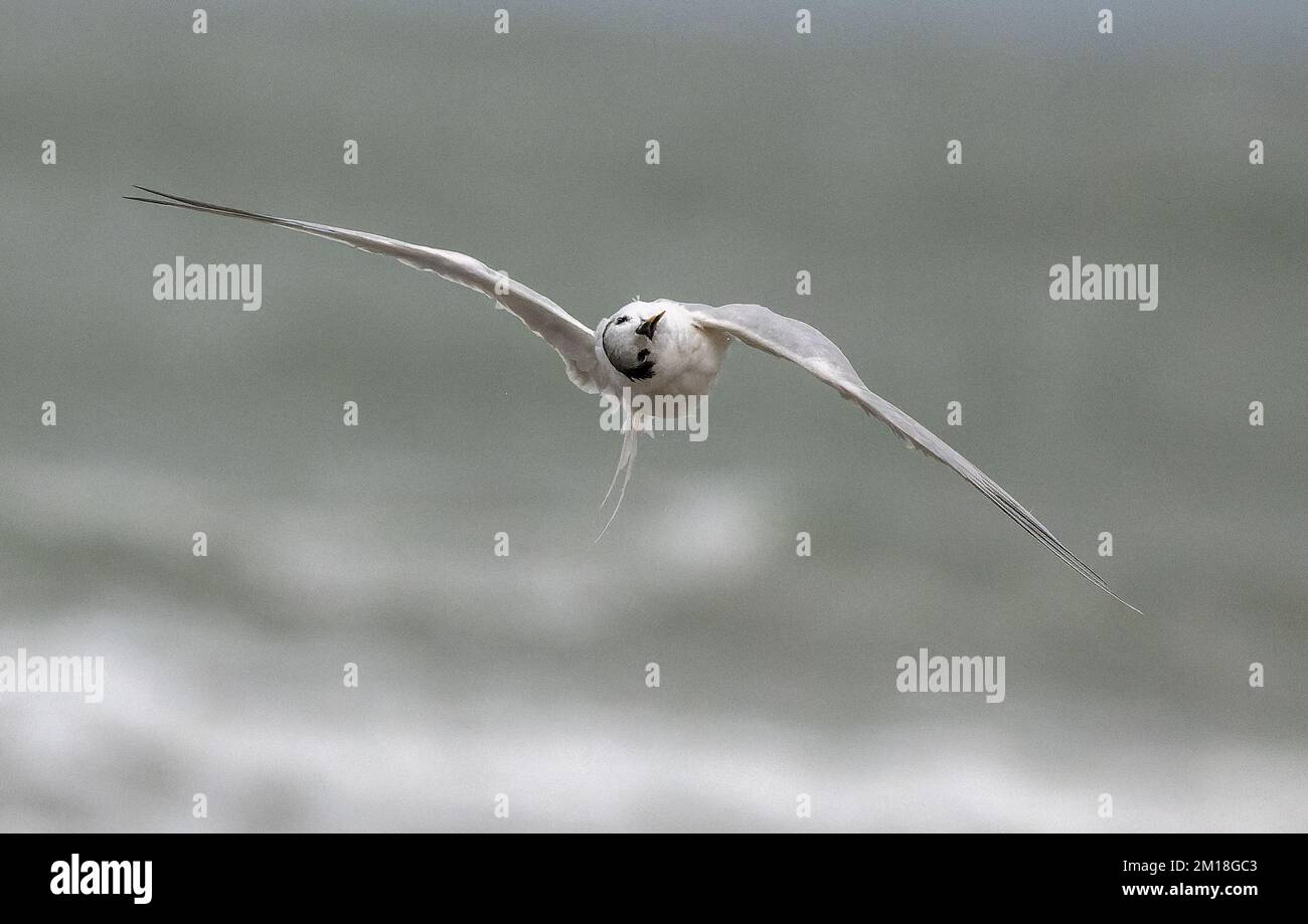Sandwich tern, Thalasseus sandvicensis, in flight, shaking itself after ...