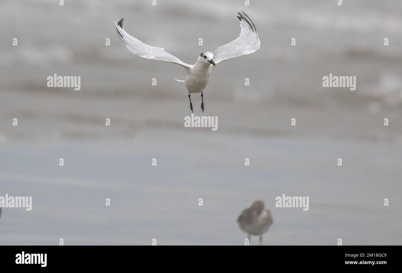 Sandwich tern, Thalasseus sandvicensis, in flight in winter plumage ...
