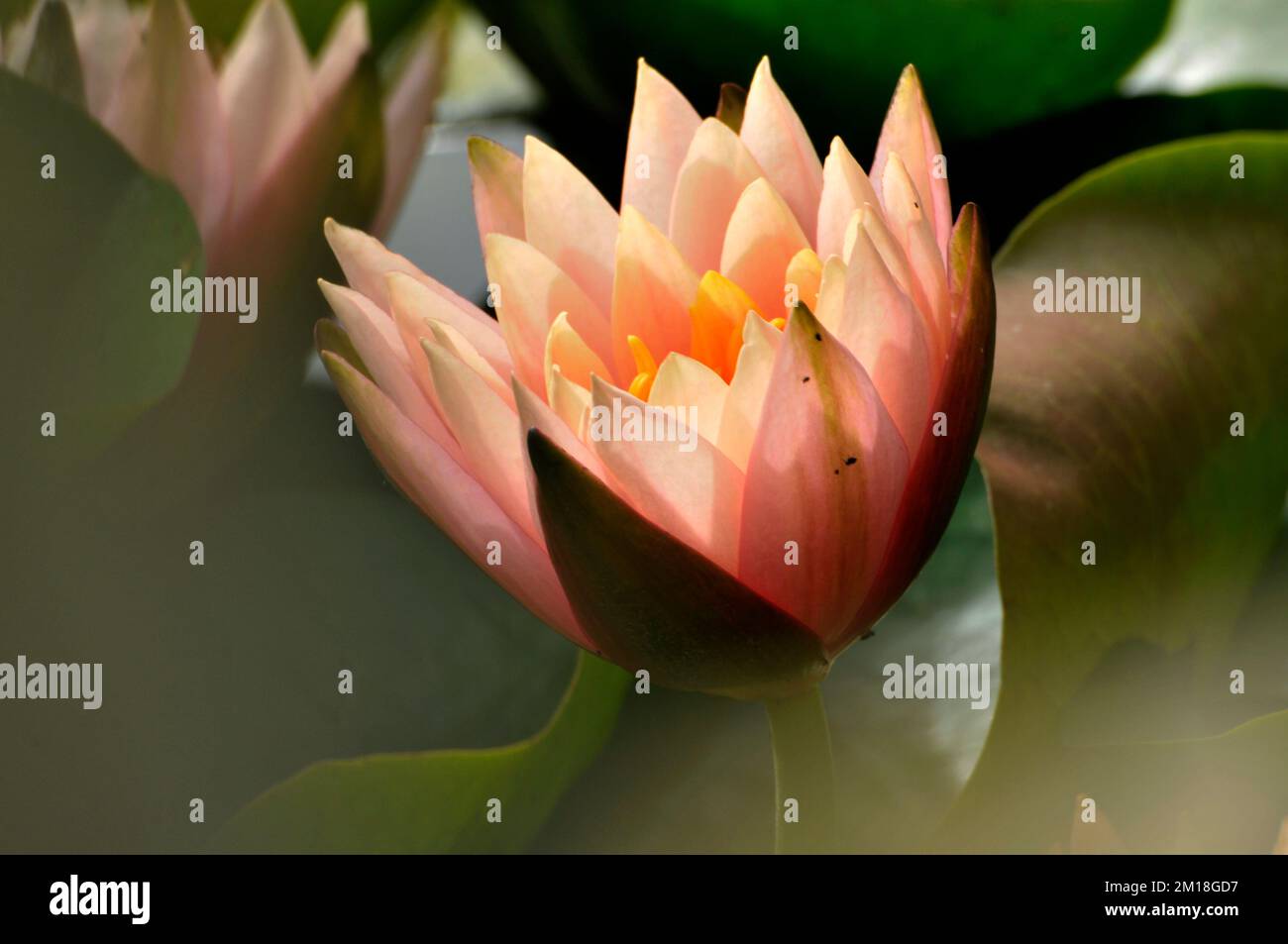 blossom lotus floower in pond Stock Photo - Alamy