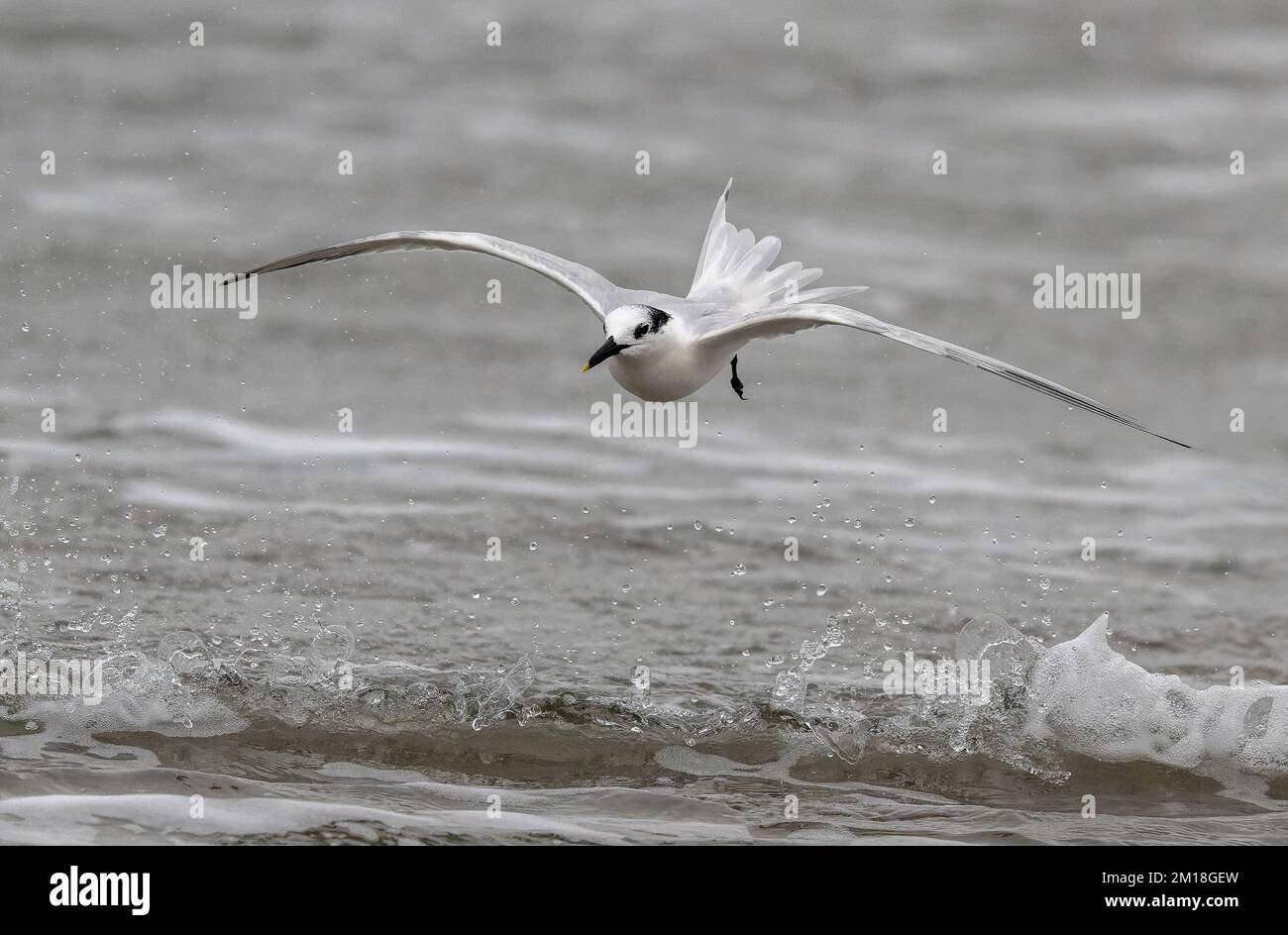 Sandwich tern, Thalasseus sandvicensis, landing in surf to wash and ...