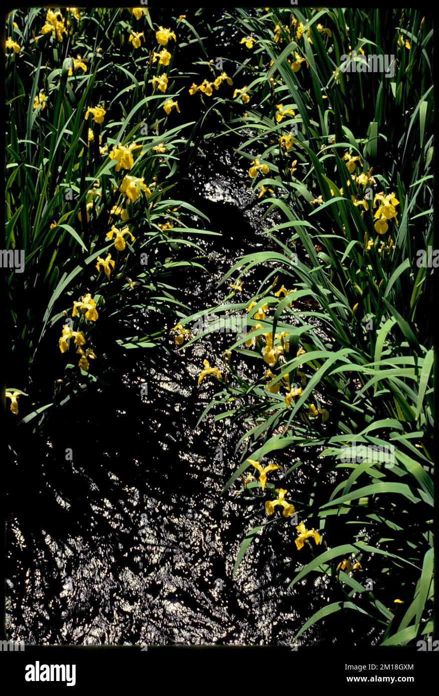 Stream feeder to Charles River at Audubon Soc. Res., Natick off Rt. 16 ...