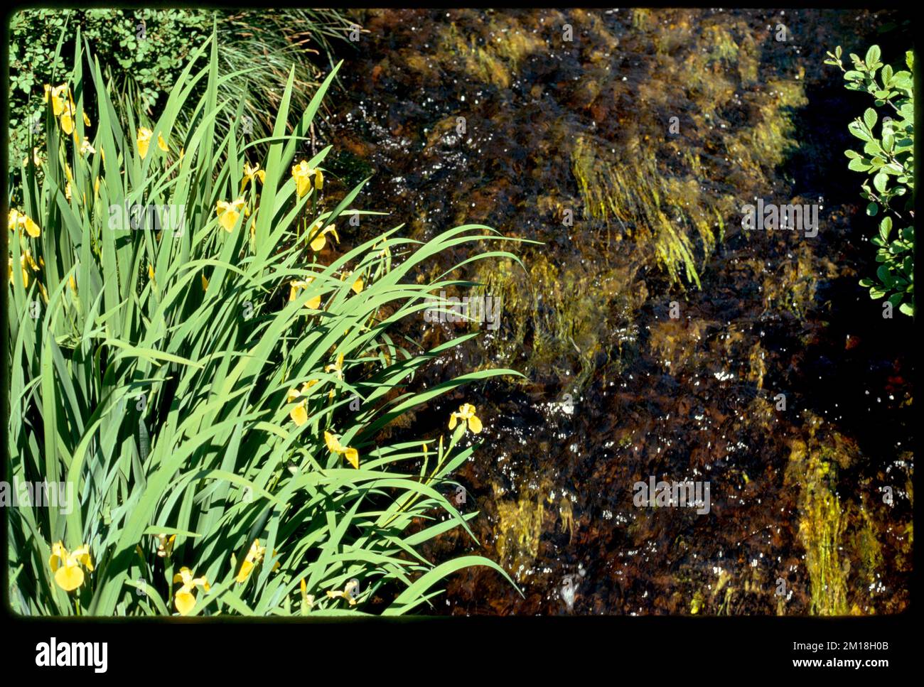Stream feeder to Charles River at Audubon Soc. Res., Natick off Rt. 16 ...