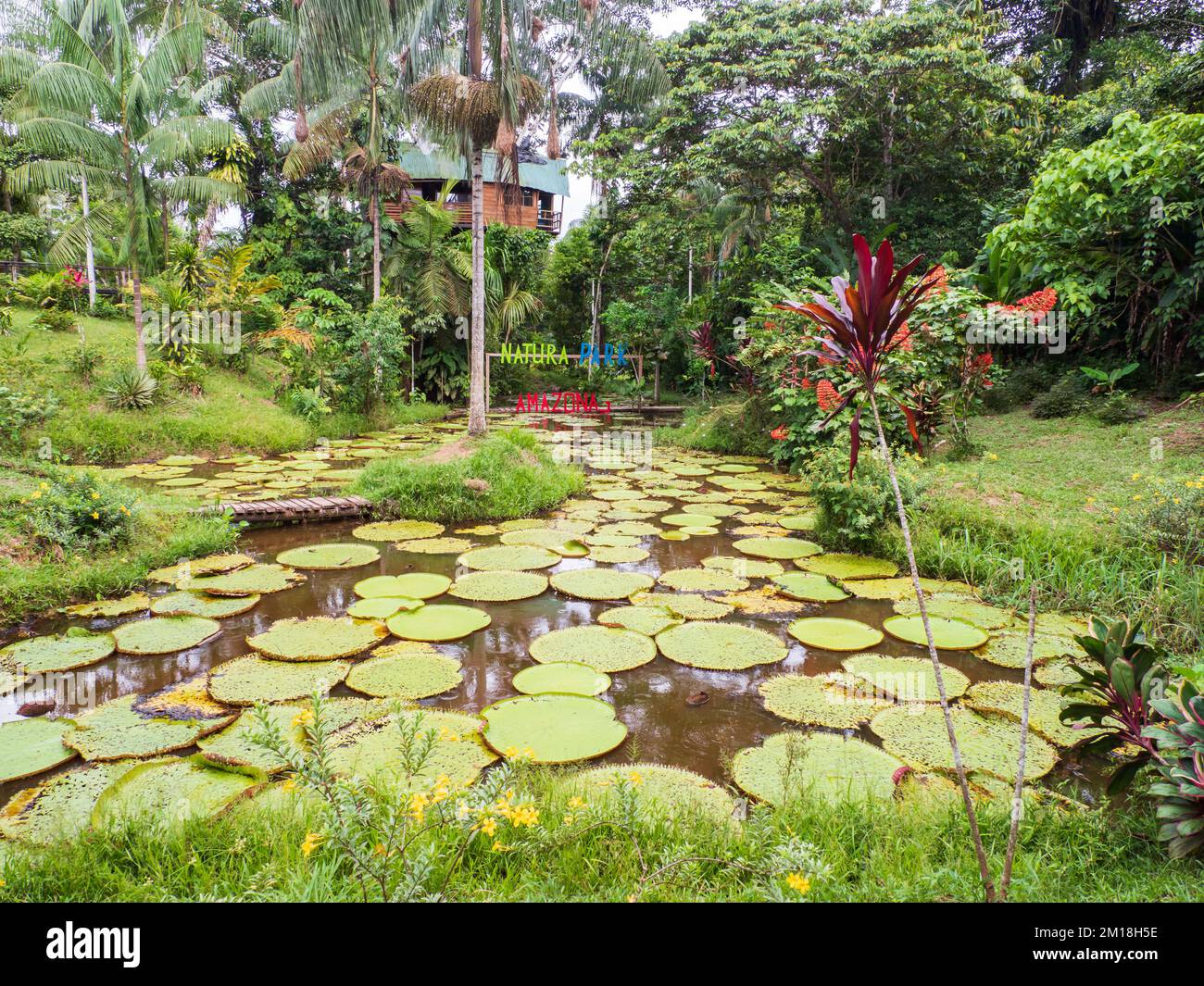 Victoria amazonica in the Natura Park In Amzonia, Colombia. It is a ...