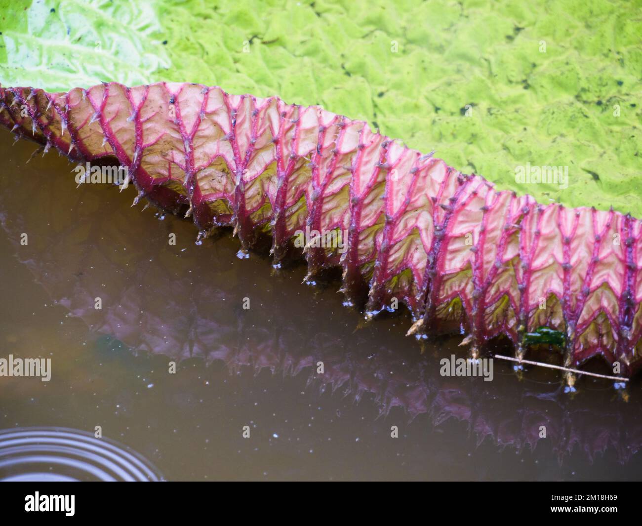 Victoria amazonica in the Natura Park In Amzonia, Colombia. It is a ...