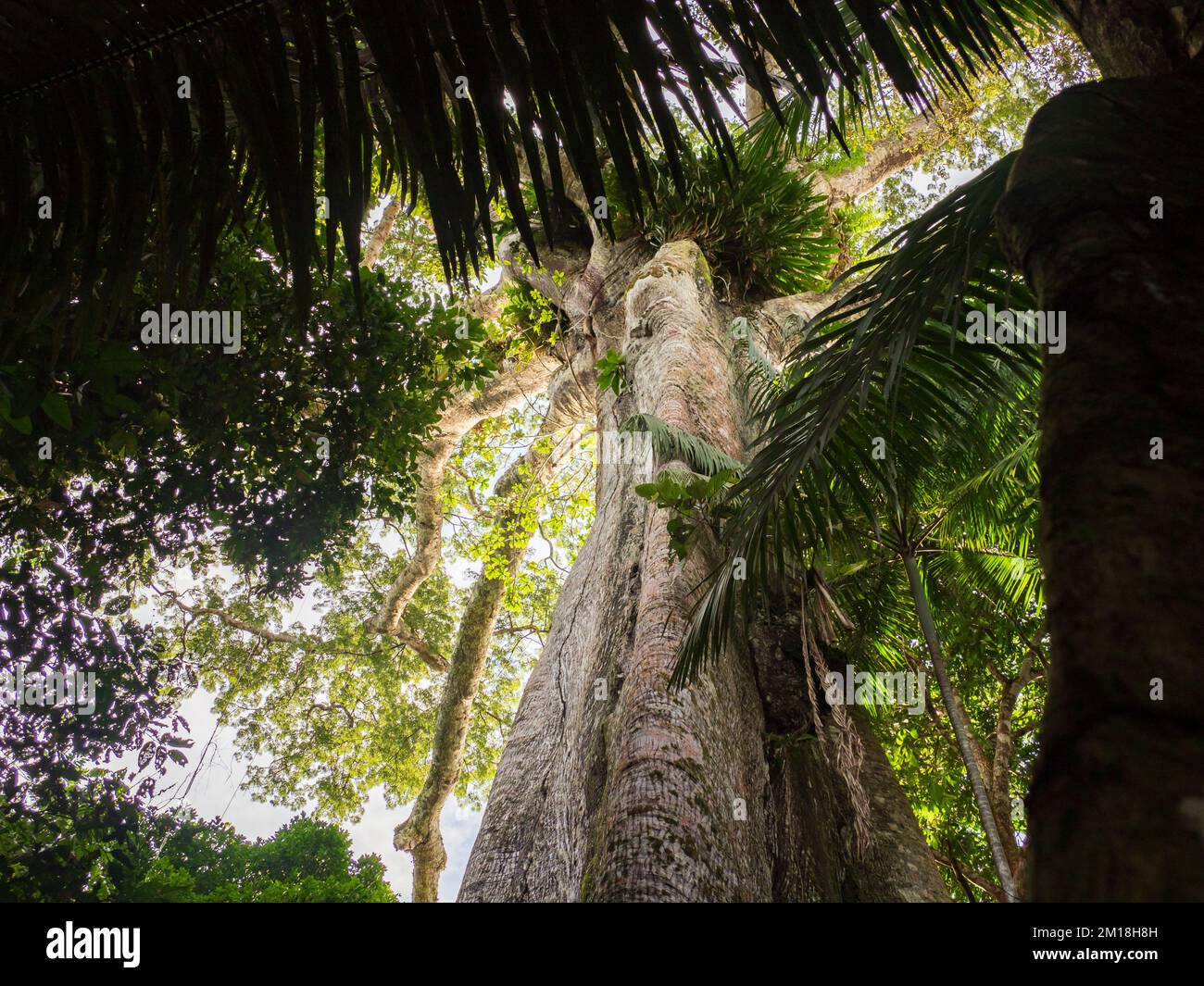 Peru amazon rainforest camera hi-res stock photography and images - Alamy