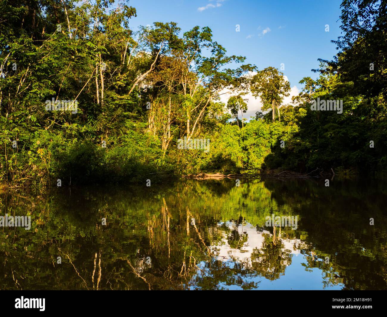 Amazonia - wall of green tropical forest of the Amazon jungle, green ...