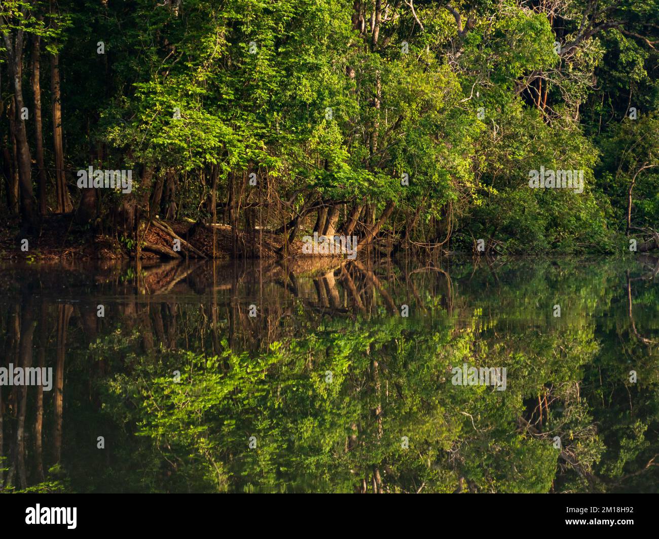 Amazonia - wall of green tropical forest of the Amazon jungle, green ...