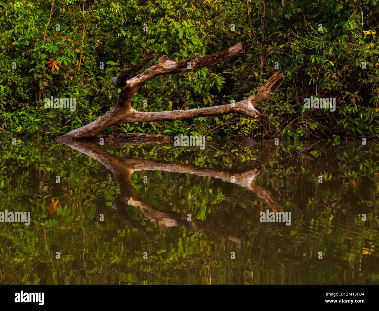 Huge tree in the water in Amazonia. selva on the border of Brazil and ...