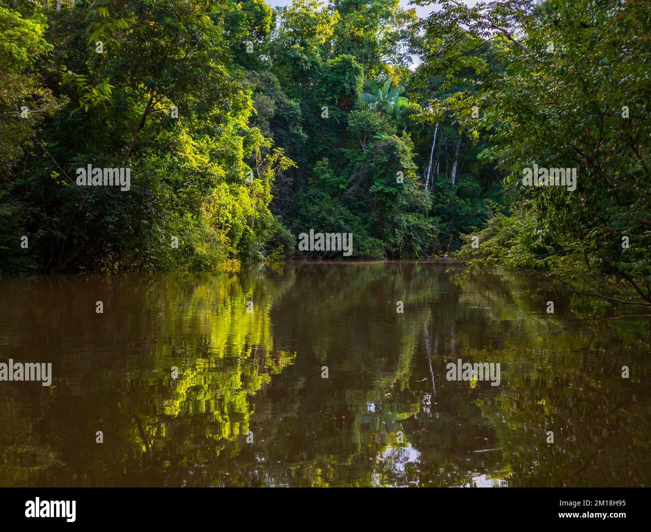 Amazonia - wall of green tropical forest of the Amazon jungle, green ...