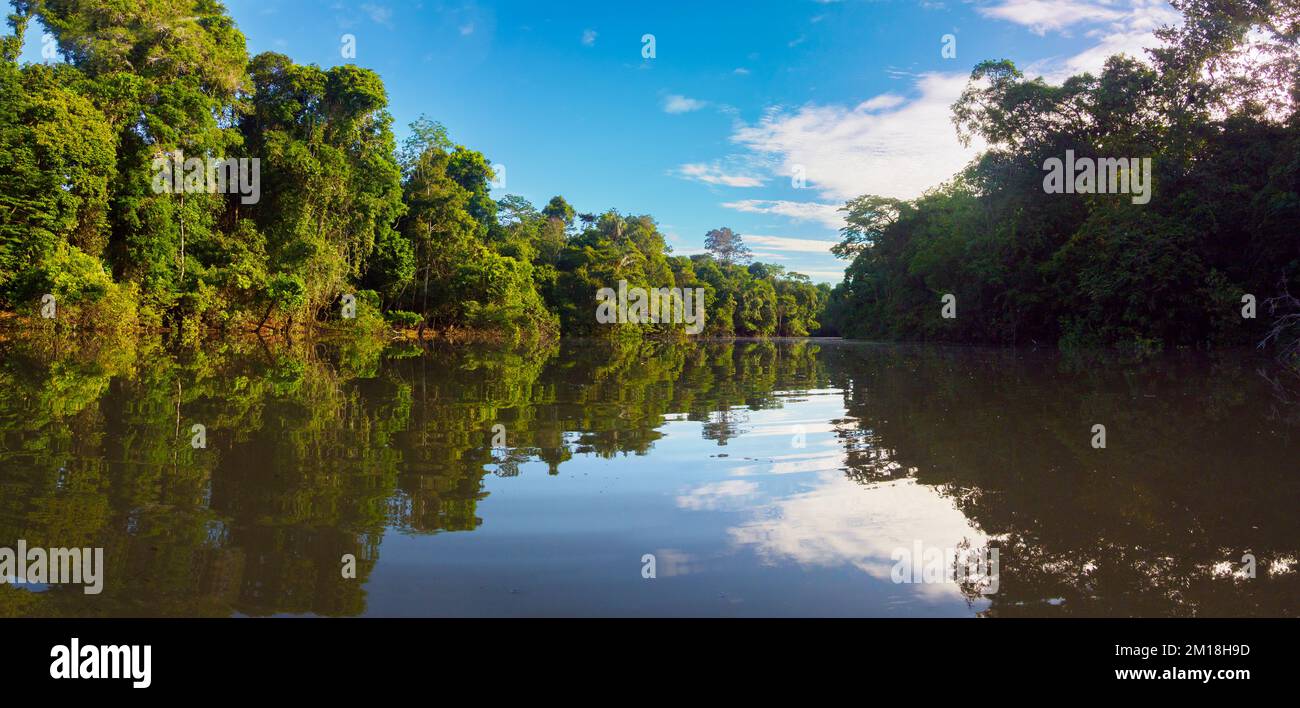 Amazonia - wall of green tropical forest of the Amazon jungle, green ...
