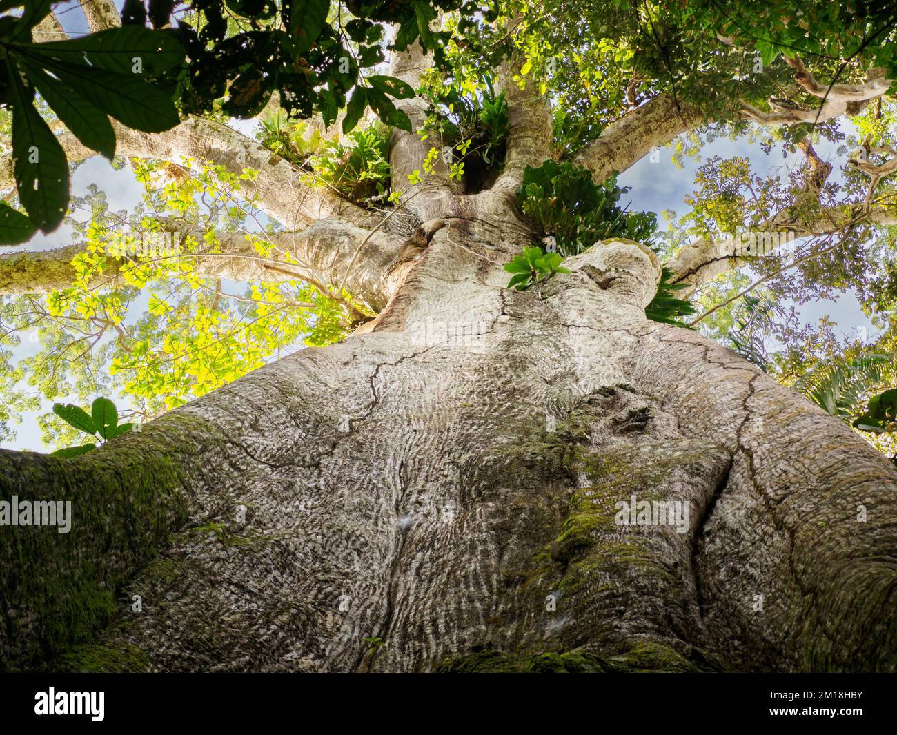 Peru amazon rainforest camera hi-res stock photography and images - Alamy