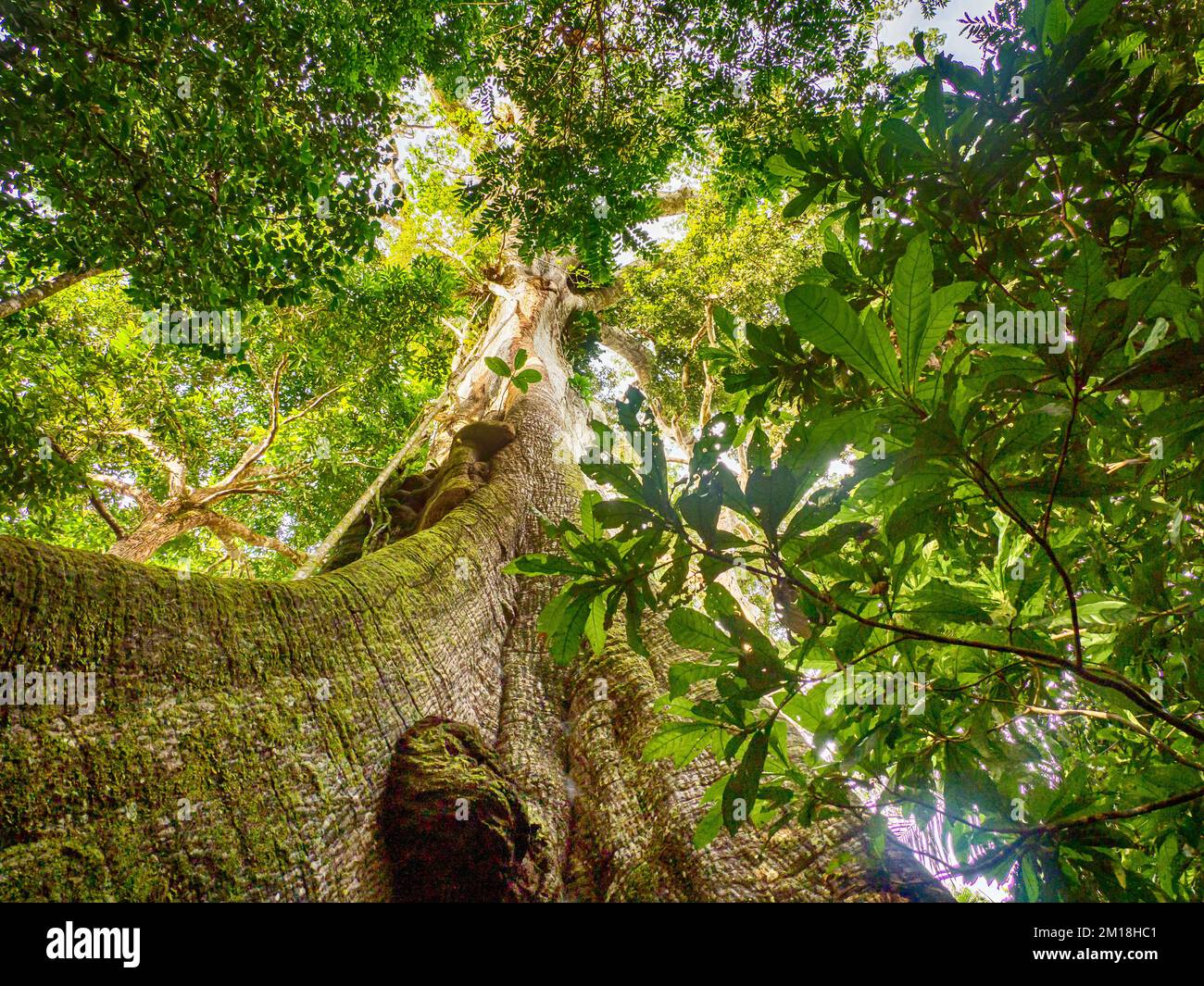 Peru amazon rainforest camera hi-res stock photography and images - Alamy