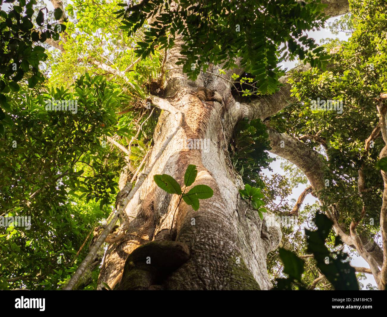 Peru amazon rainforest camera hi-res stock photography and images - Alamy