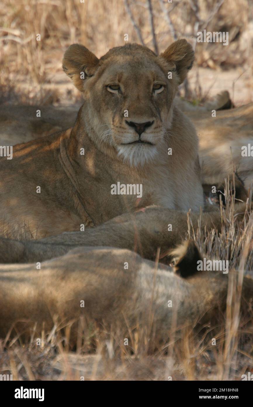 A vertical closeup of Ulusaba lionesses in the Sabi Sands, South Africa ...