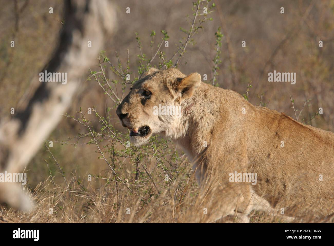 Ulusaba wildlife hi-res stock photography and images - Alamy