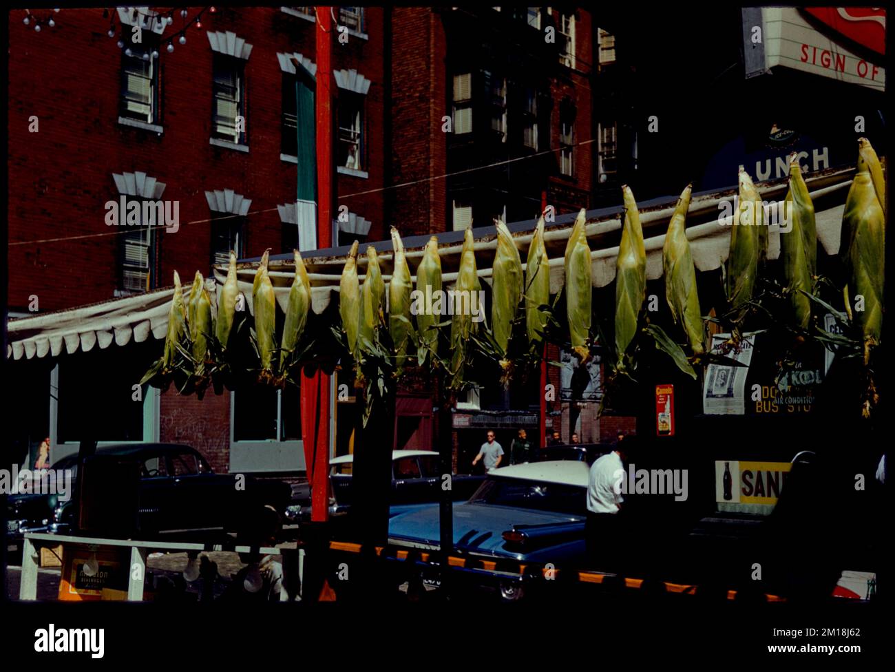 String of ears of corn , Corn. Edmund L. Mitchell Collection Stock ...