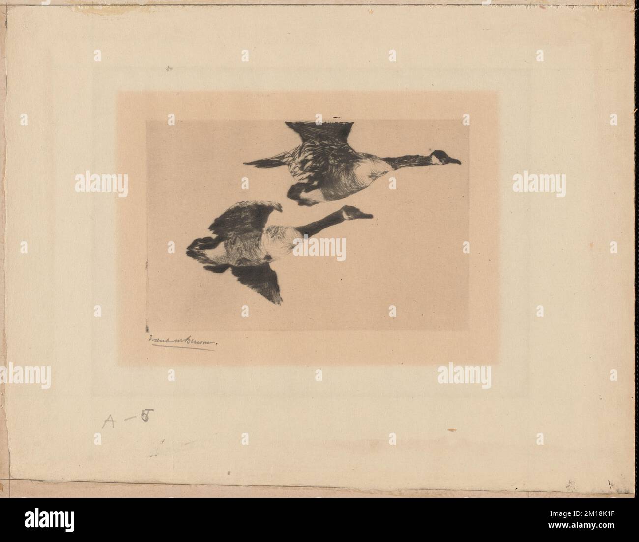 Study of geese , Geese, Flying. Frank W. Benson (1862-1951). Prints and ...