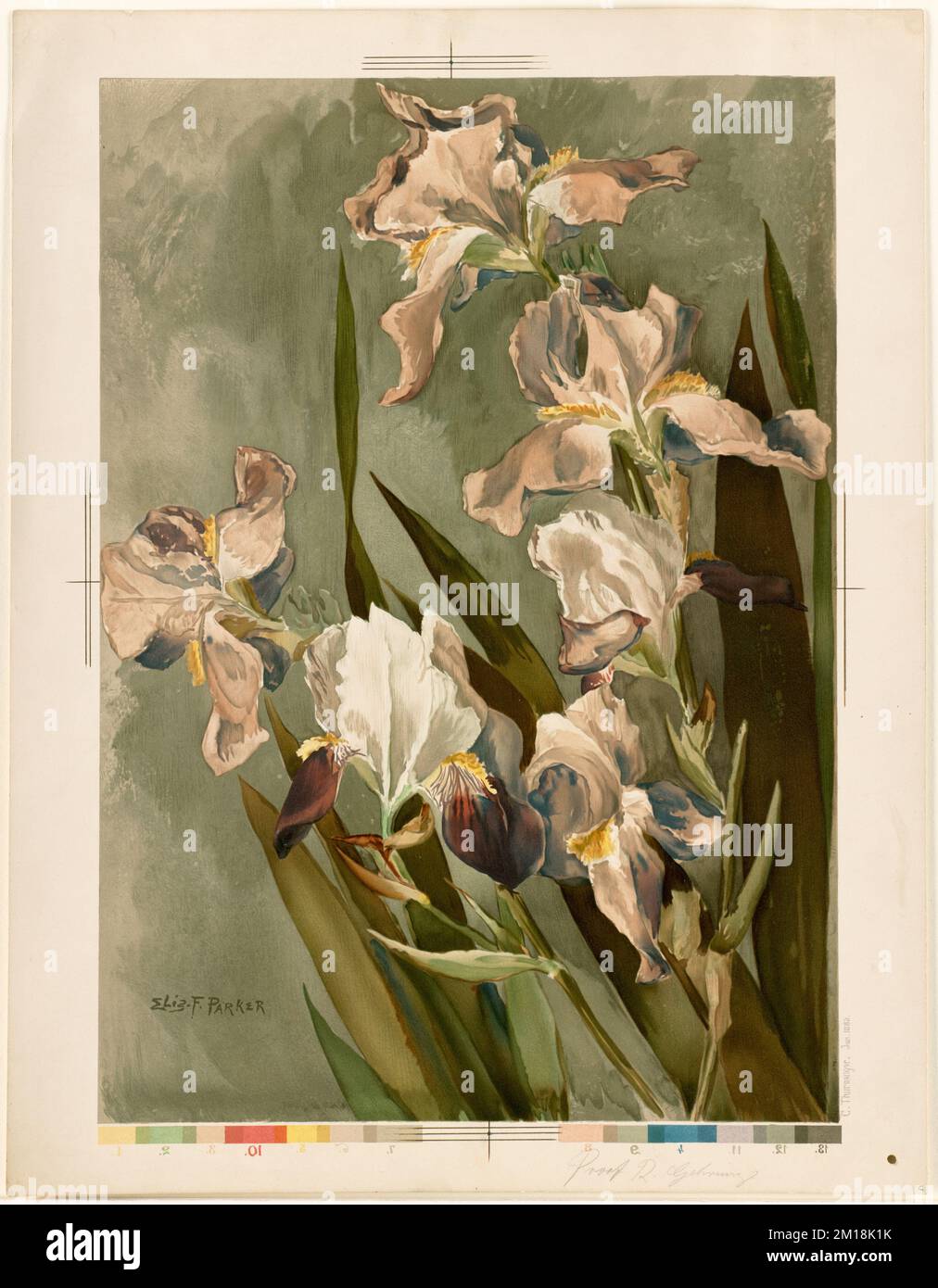 Study of Iris , Irises. Louis Prang & Company Collection Stock Photo ...