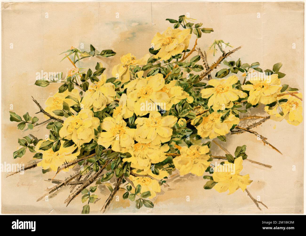 Louis prang roses hi-res stock photography and images - Alamy