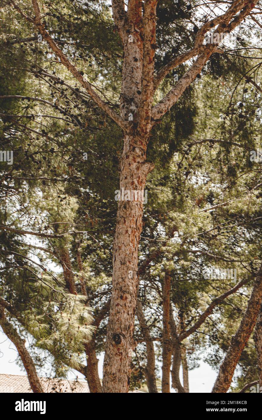 A vertical shot of tall trees growing in a forest Stock Photo - Alamy