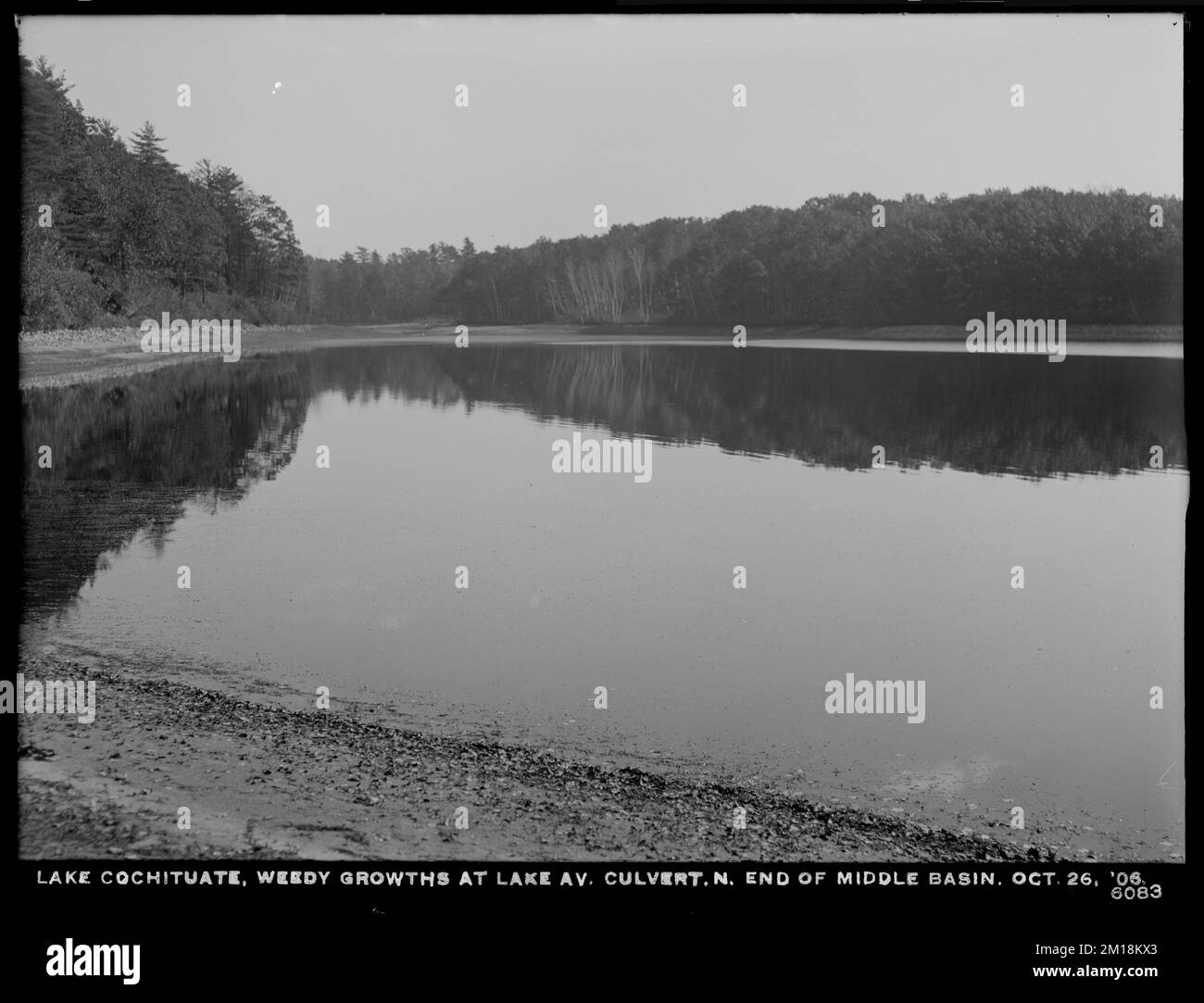 Sudbury Department, improvement of Lake Cochituate, weedy growths at ...