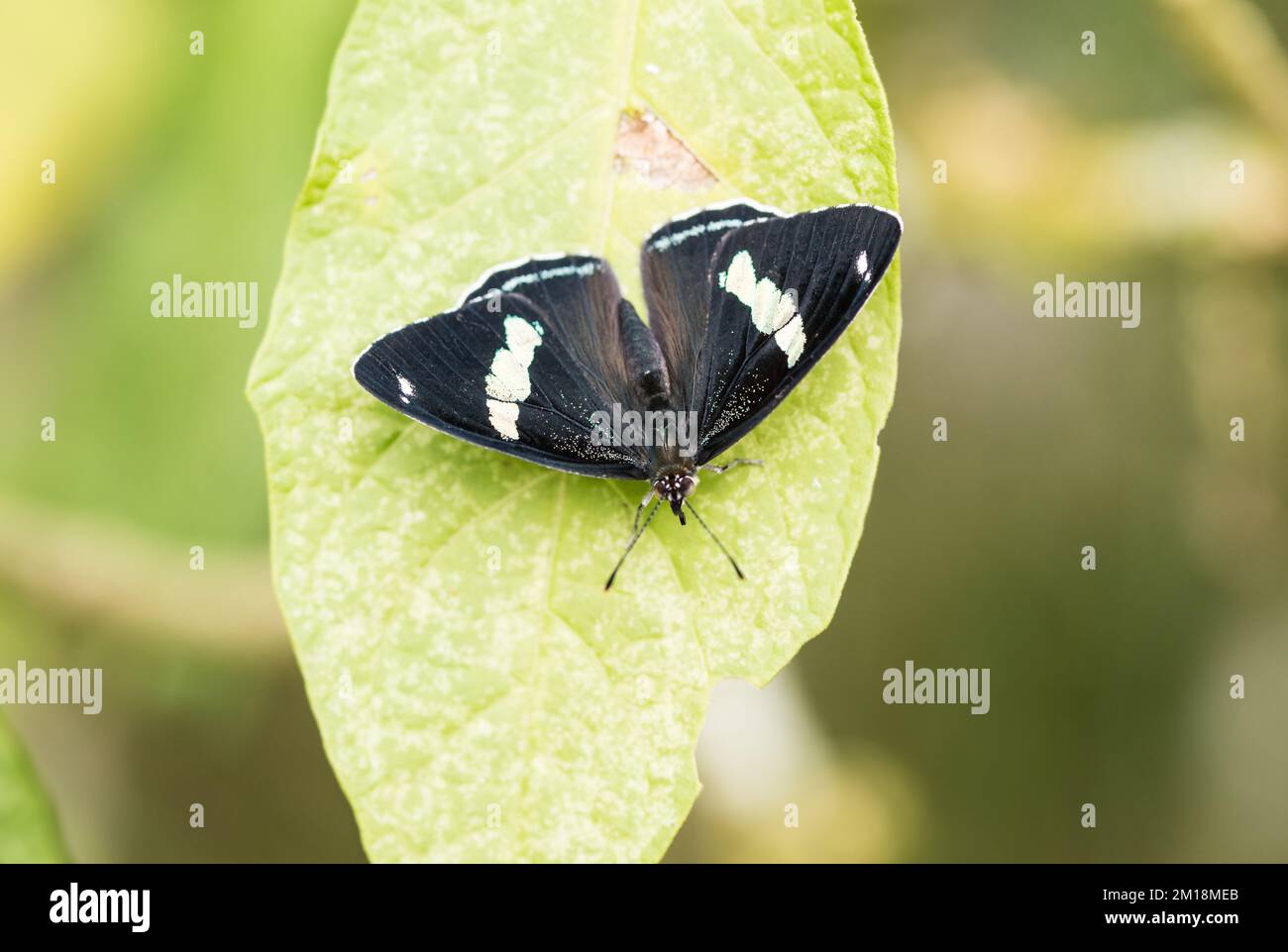 Annas eighty eight butterfly hi-res stock photography and images - Alamy