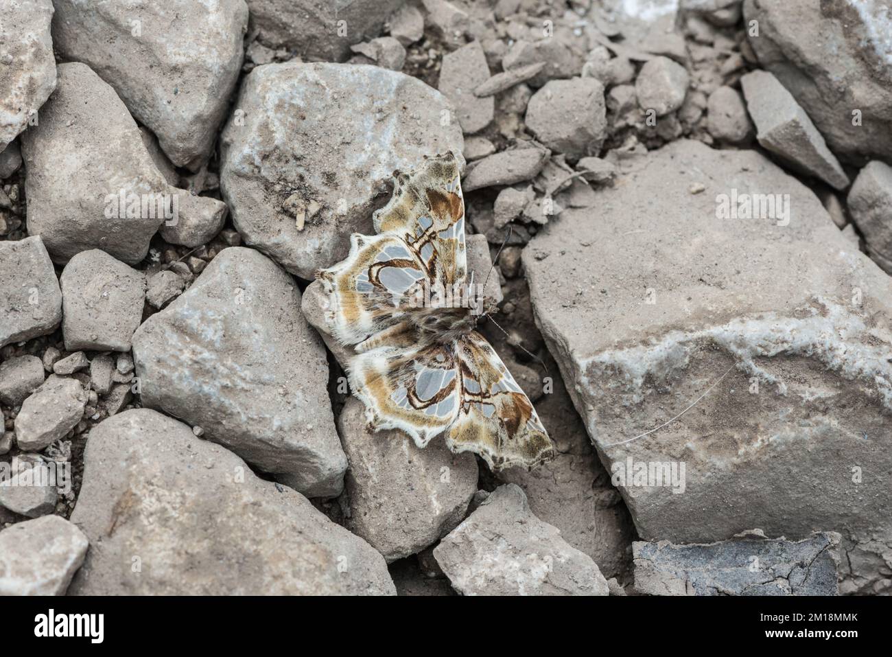 Mud-puddling Crystal-winged Skipper (Onenses hyalophora Stock Photo - Alamy
