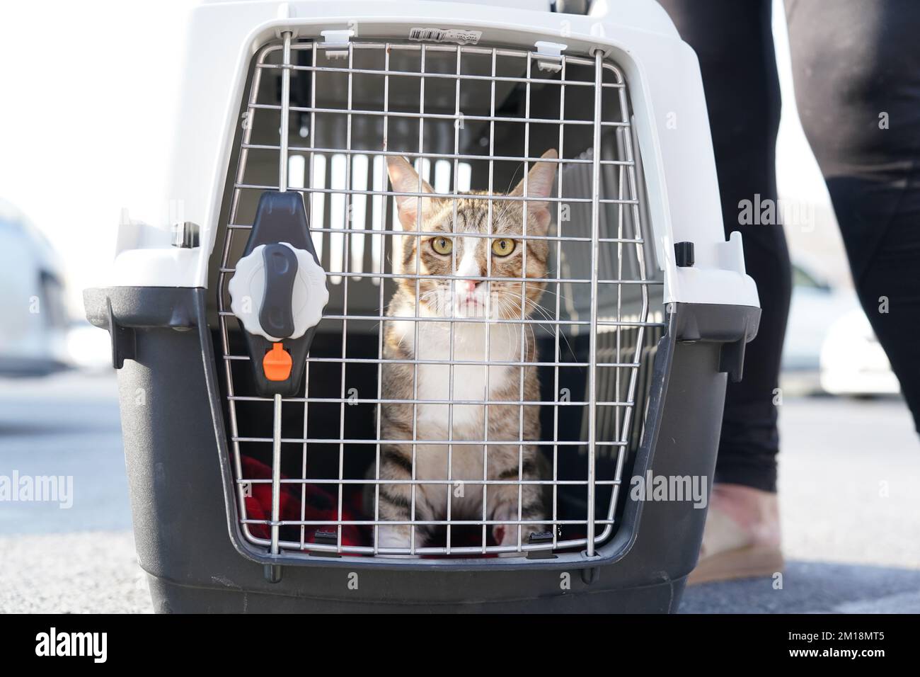 Dave the cat before leaving Al Wakrah on his way to England, UK to be ...