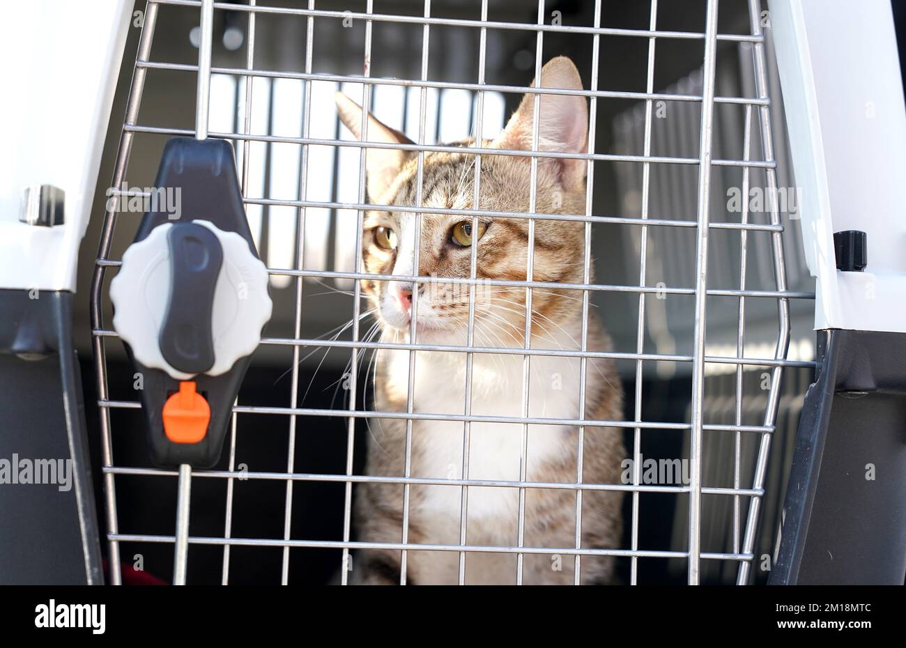 Dave the cat before leaving Al Wakrah on his way to England, UK to be ...