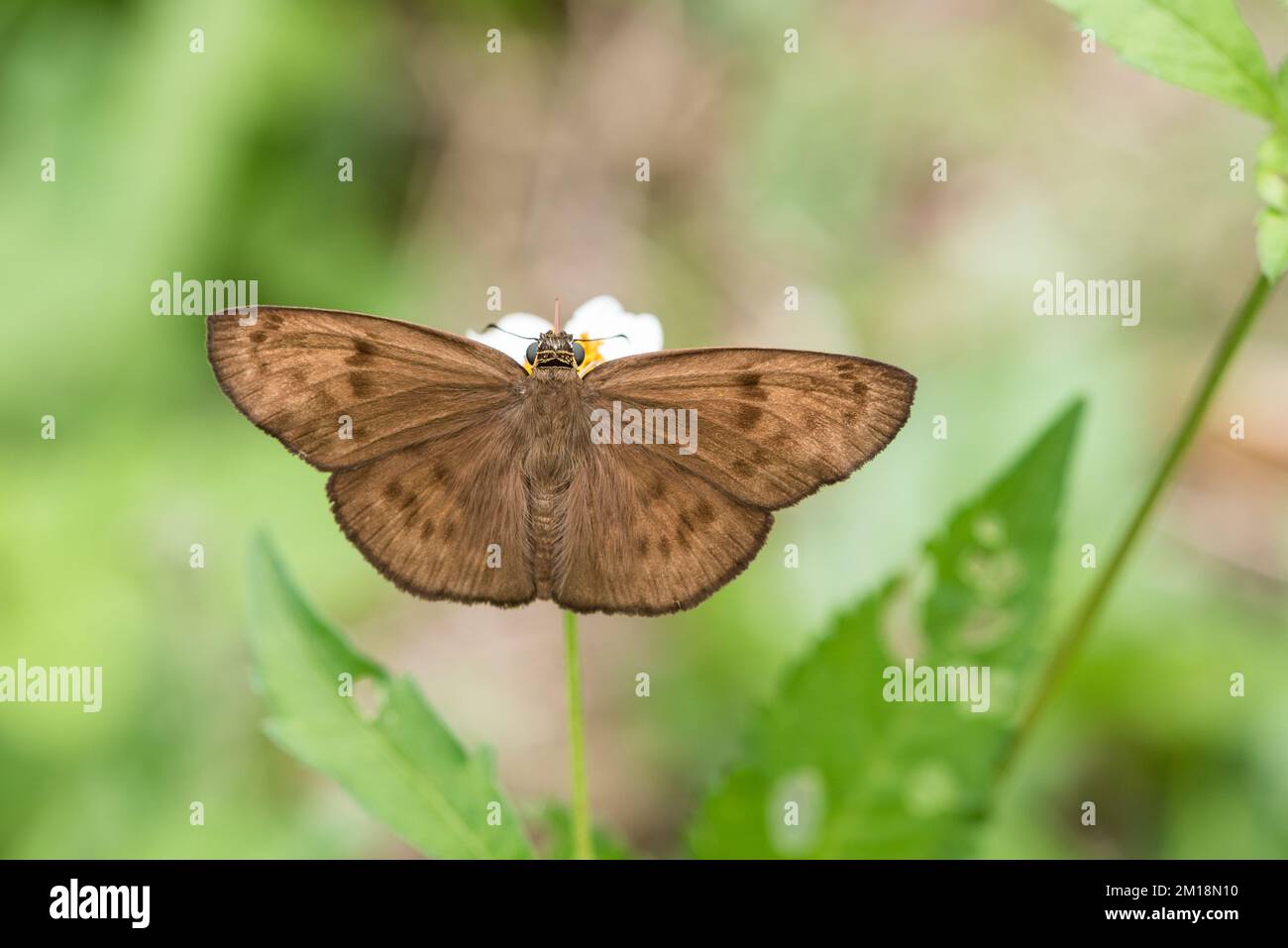 Foraging Hermit Skipper (Grais stigmatica Stock Photo - Alamy