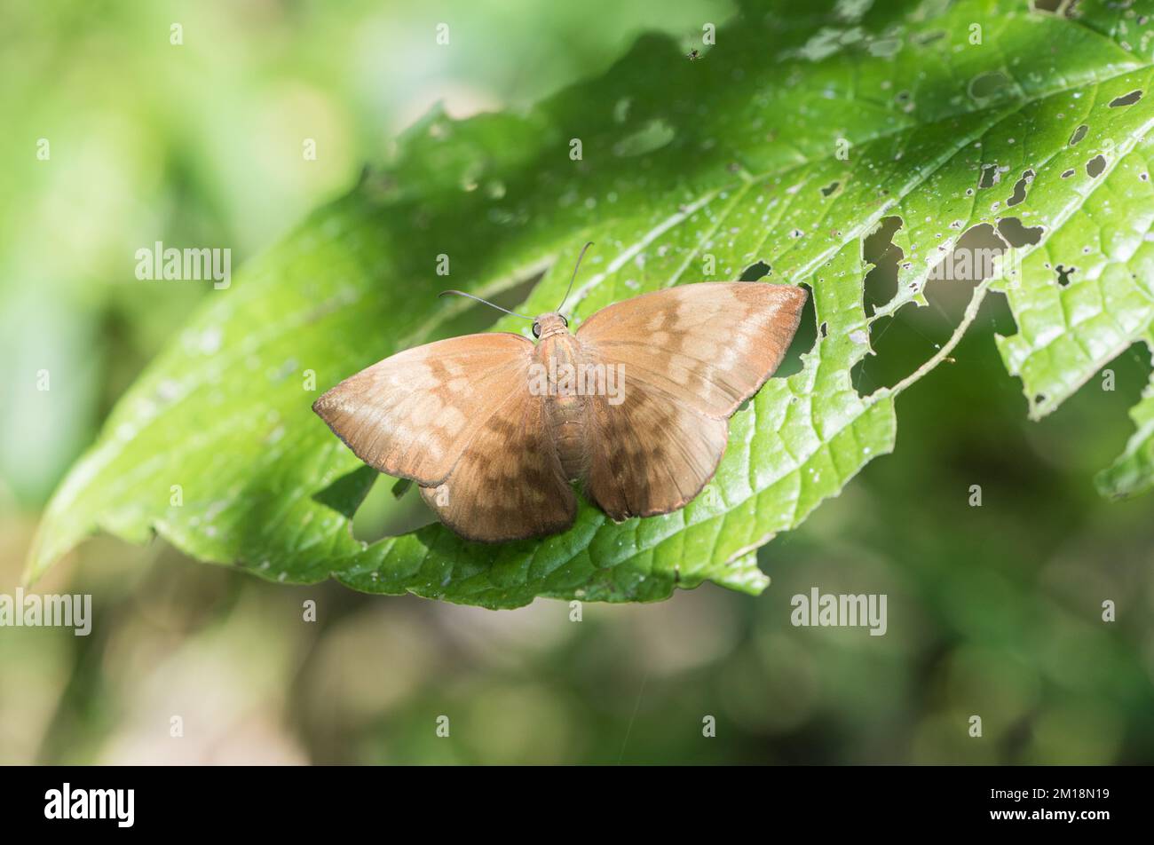 Pale sickle wing hi-res stock photography and images - Alamy