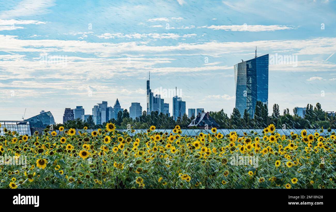 The sunflower field with the Frankfurt skyline in the background Stock ...