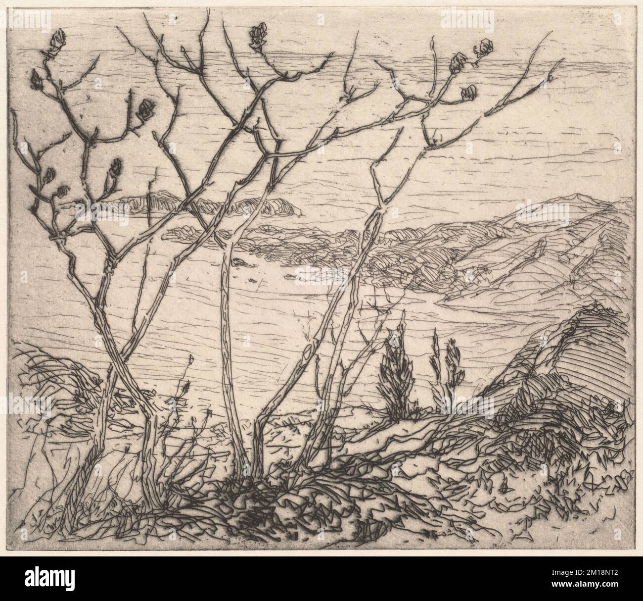 Sumac Ogunquite , Trees. Charles H. Woodbury (1864-1940). Prints Stock ...