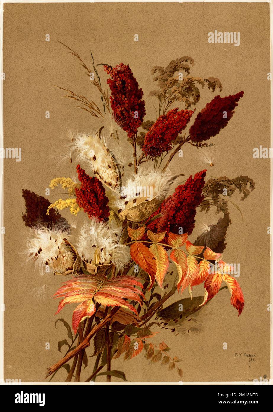 Sumac and milkweed , Flowers, Leaves. Louis Prang & Company Collection ...