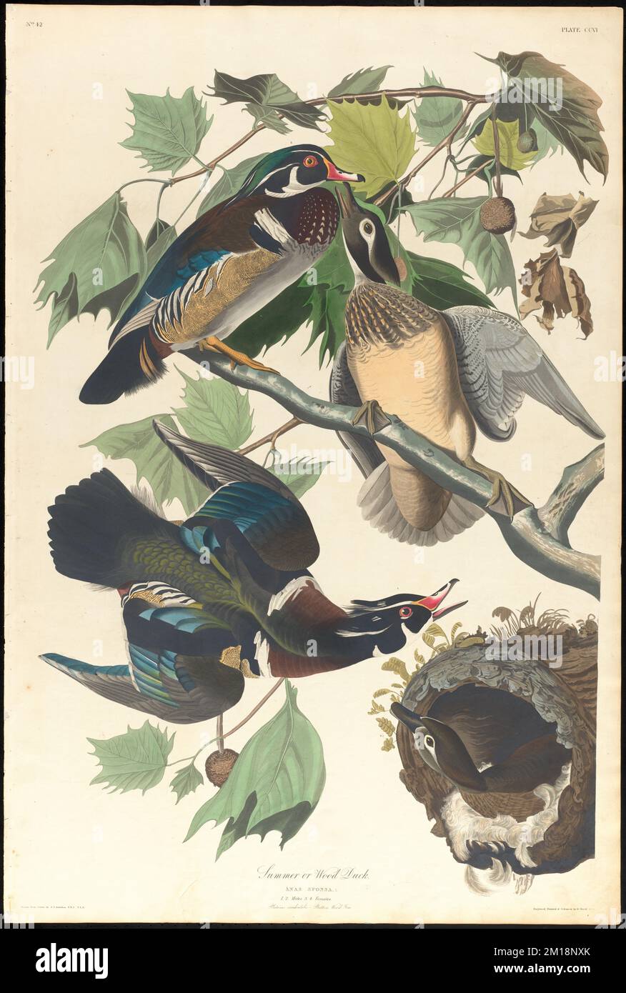 L occidentalis hi-res stock photography and images - Alamy